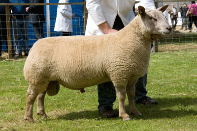 Sheep Reproductive Male