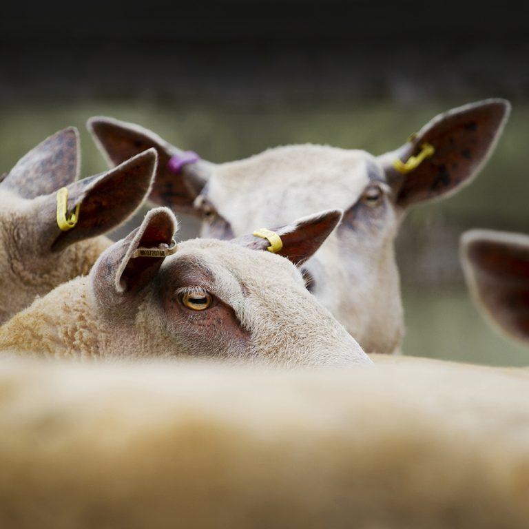 Charollais Sheep Society – https://www.charollaissheep.com/
