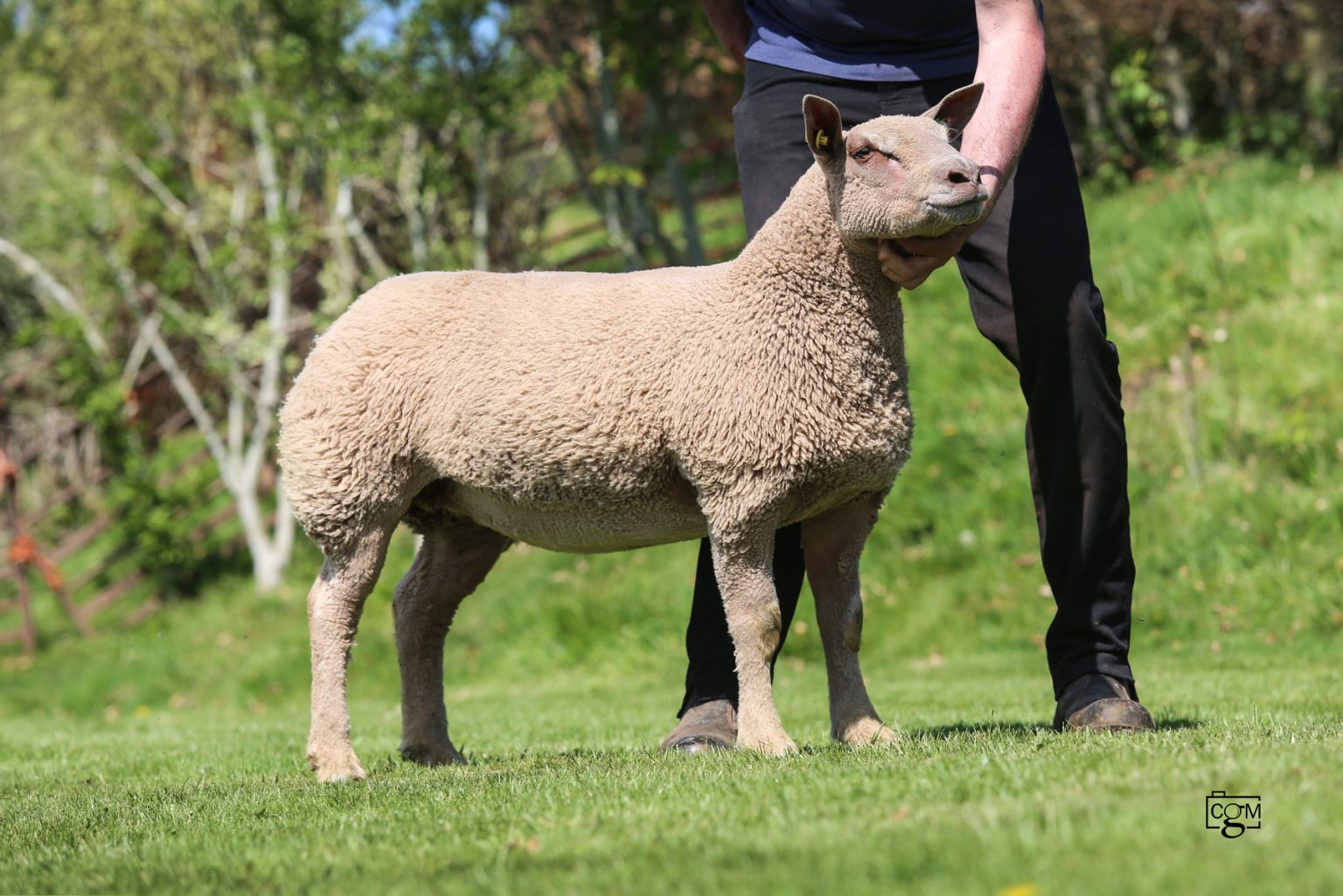Oakchurch Charollais dispersal sees a top price of 6000gns – Charollais ...