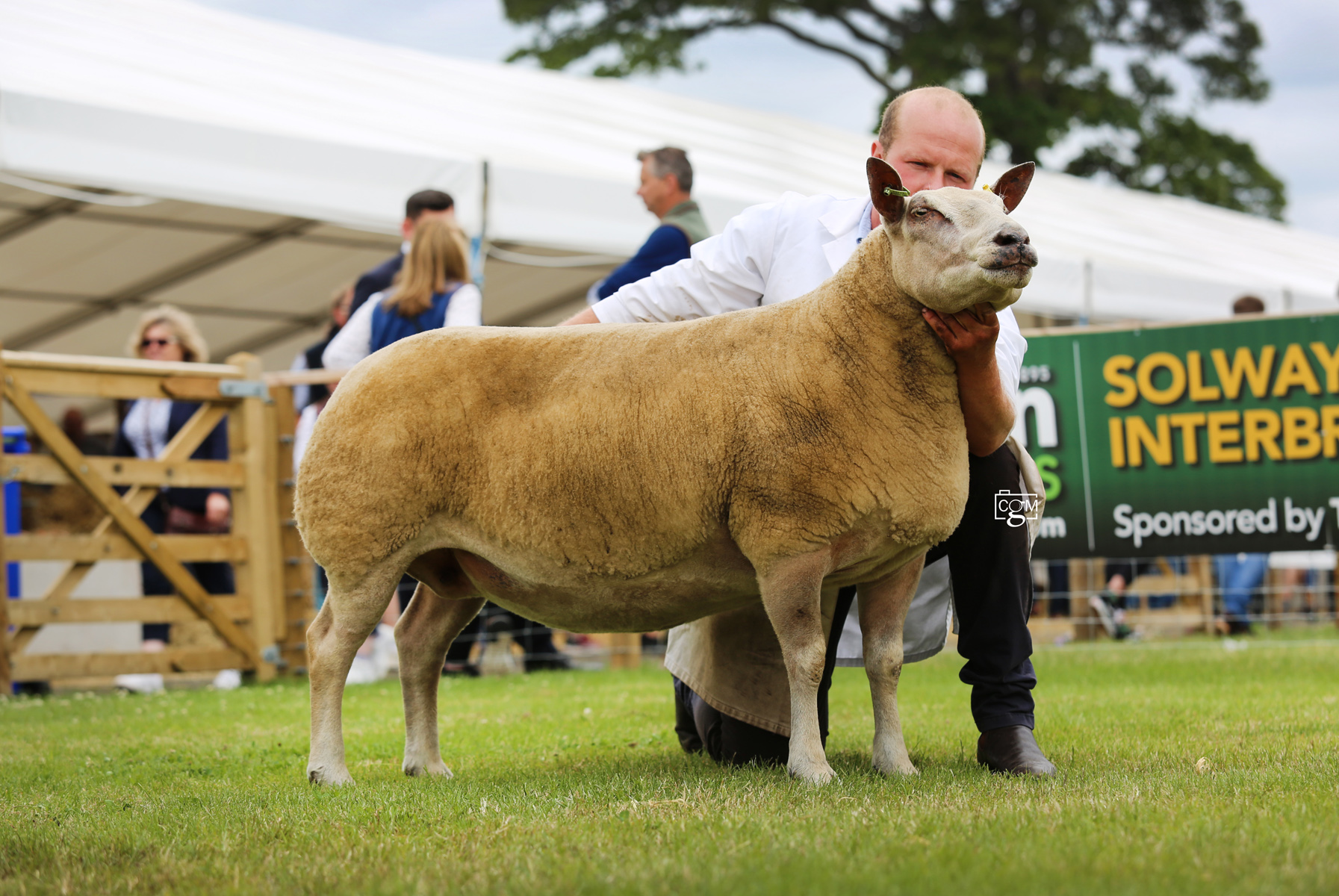 Loaningfoot flock clinches Royal Highland championship – Charollais ...