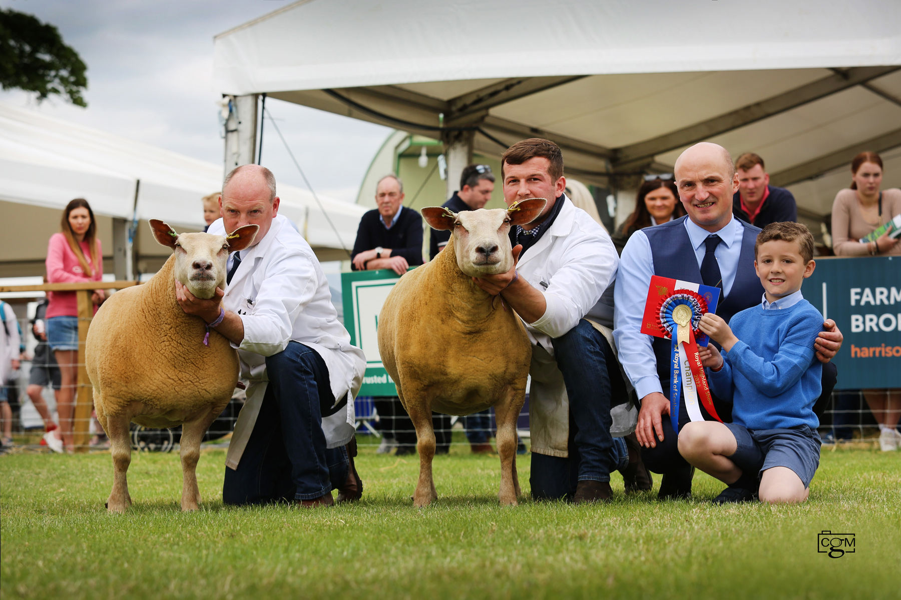 Loaningfoot flock clinches Royal Highland championship – Charollais ...