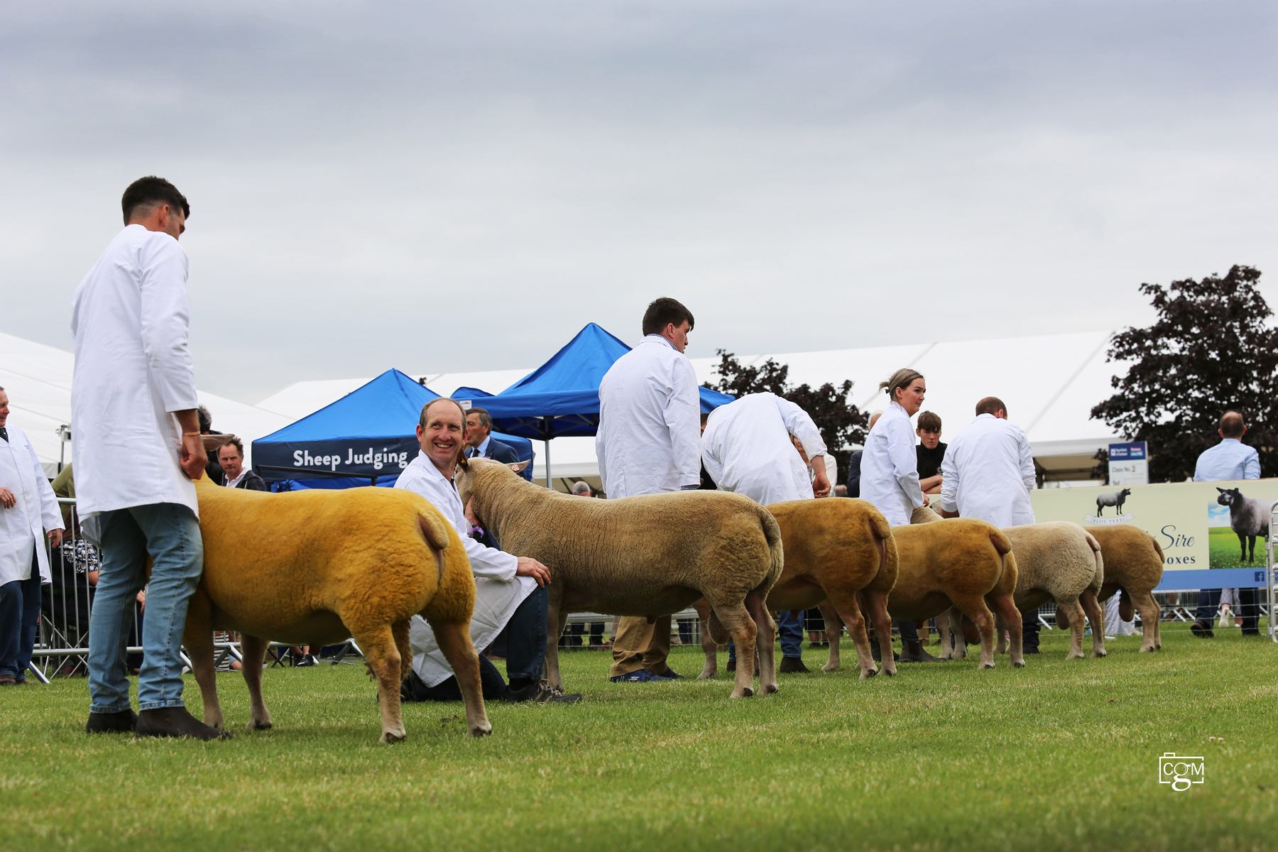 Loaningfoot flock clinches Royal Highland championship – Charollais ...