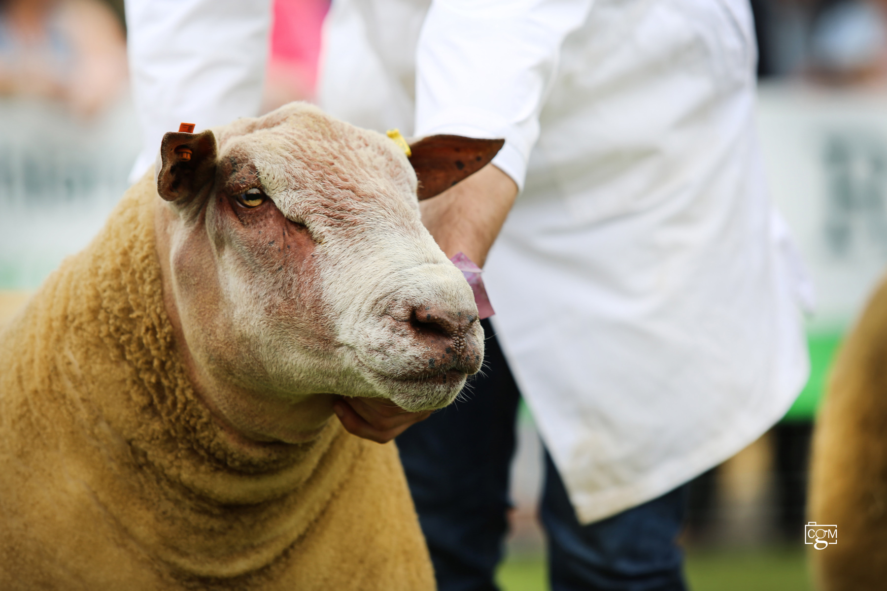 Loaningfoot flock clinches Royal Highland championship – Charollais ...