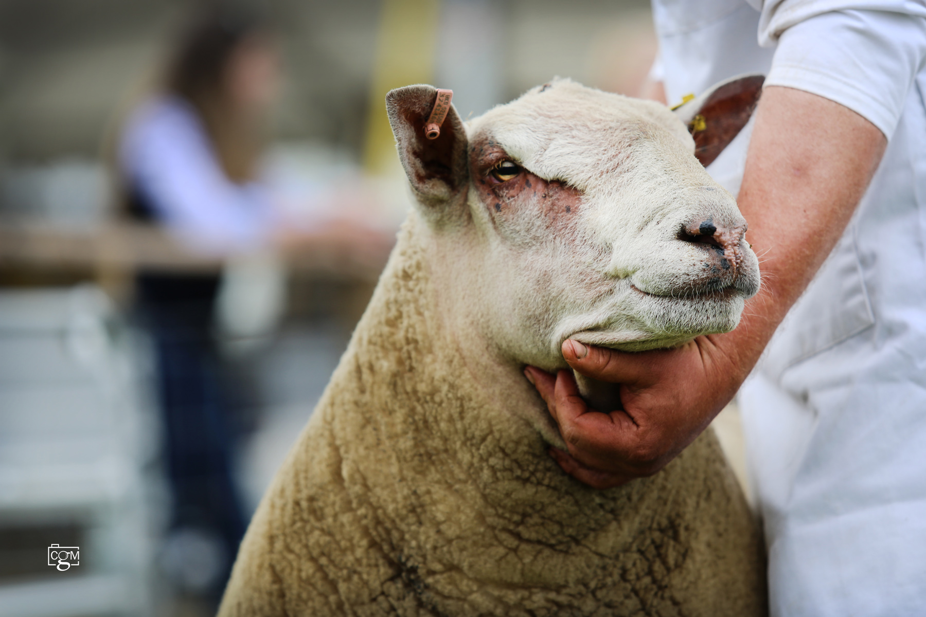 Loaningfoot flock clinches Royal Highland championship – Charollais ...