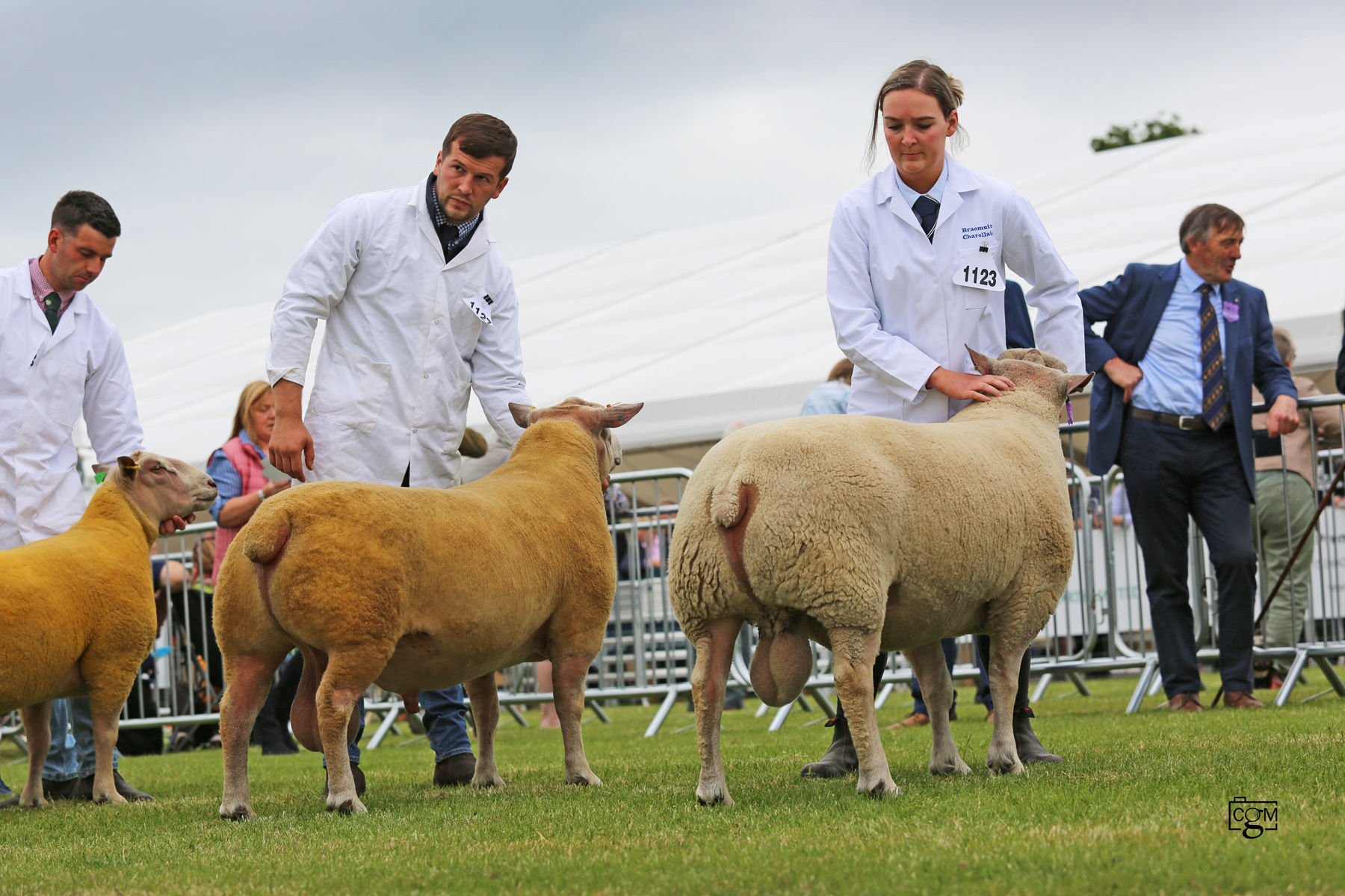 Loaningfoot flock clinches Royal Highland championship – Charollais ...