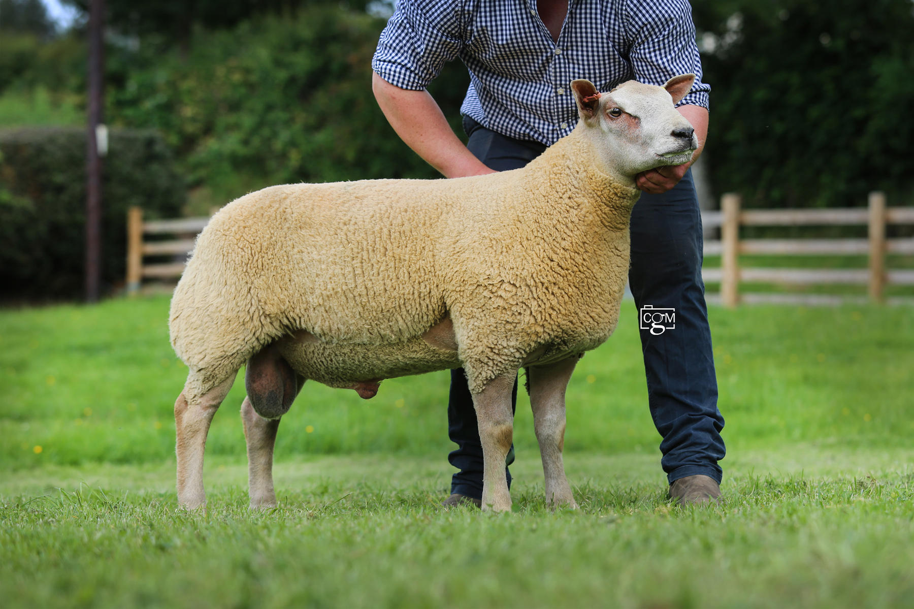 Premier Sale preview images – Charollais Sheep Society