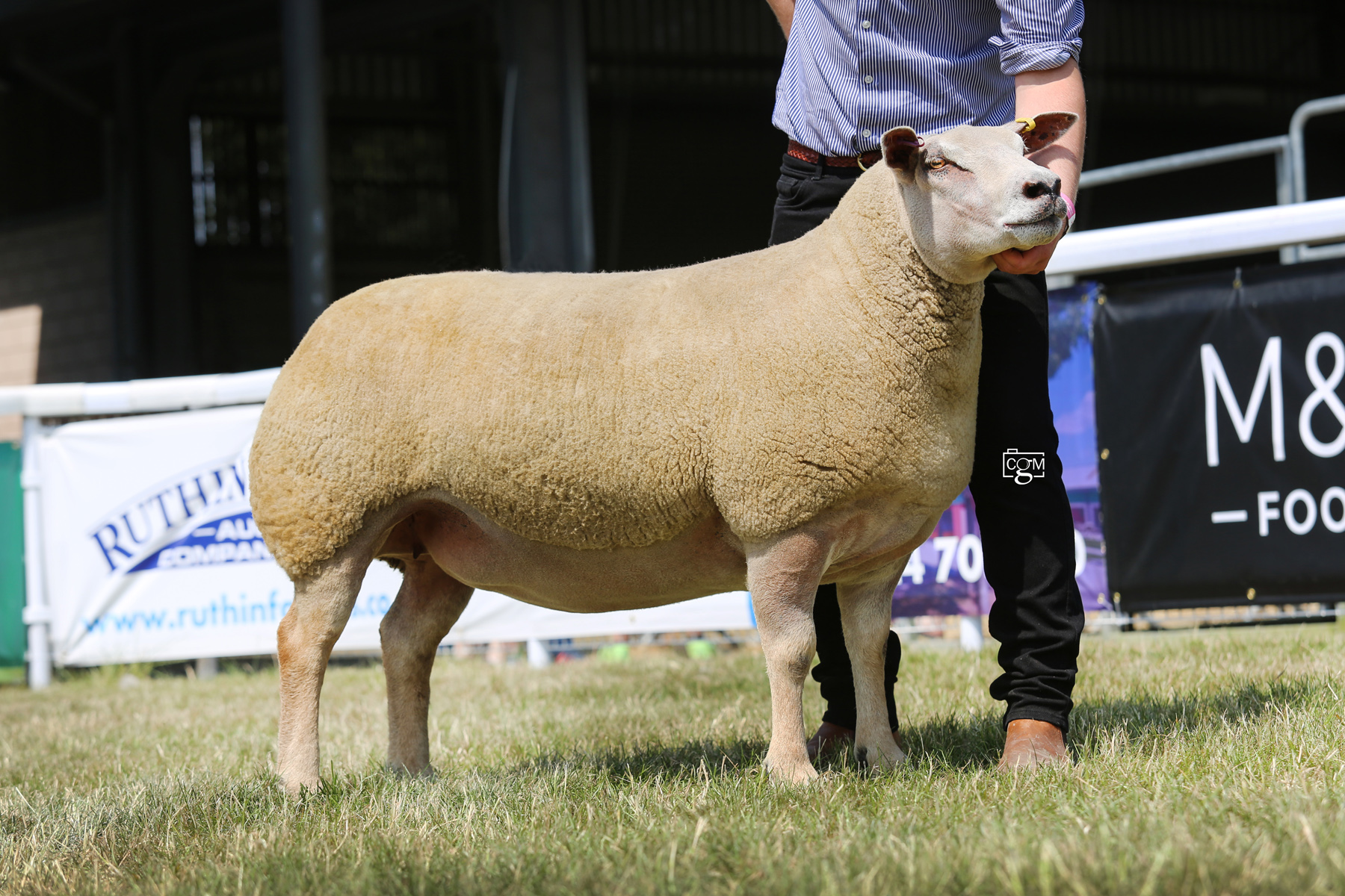 Glyn Coch ewe lamb wins Royal Welsh – Charollais Sheep Society