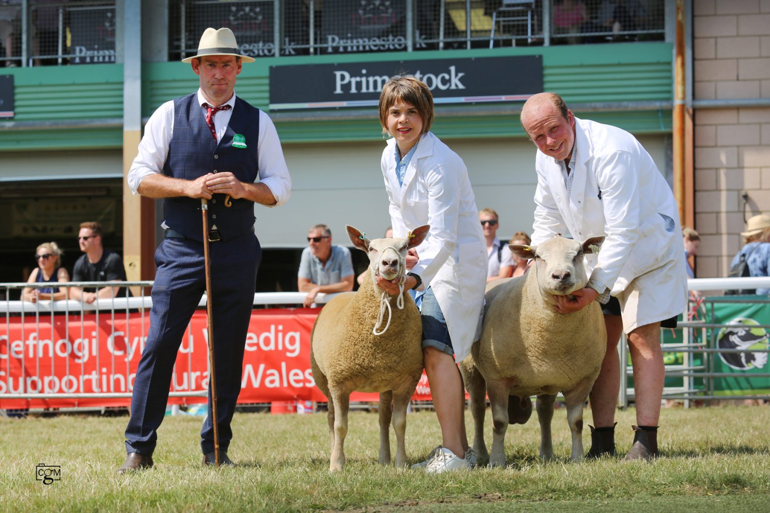 Glyn Coch ewe lamb wins Royal Welsh – Charollais Sheep Society