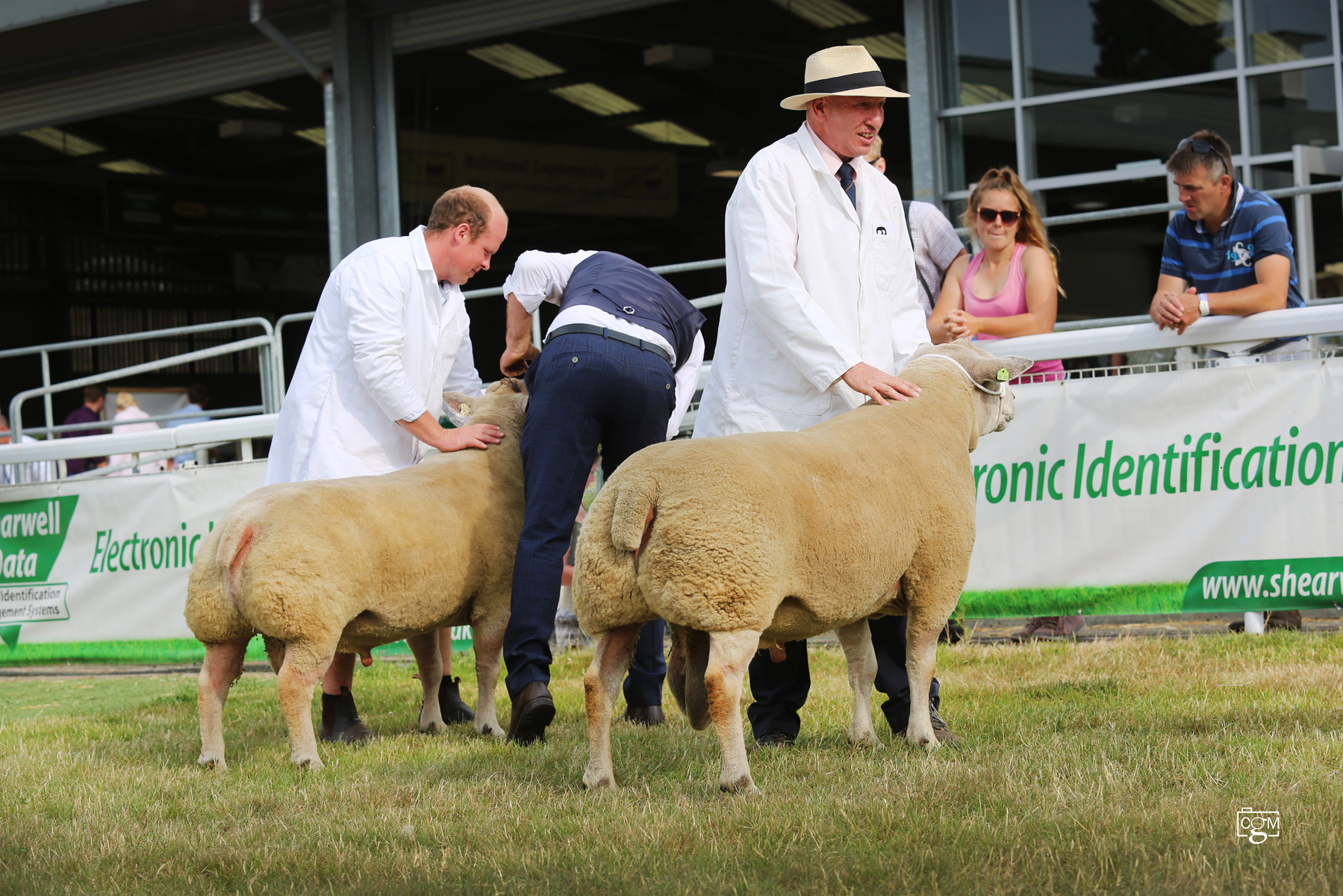 Glyn Coch ewe lamb wins Royal Welsh – Charollais Sheep Society