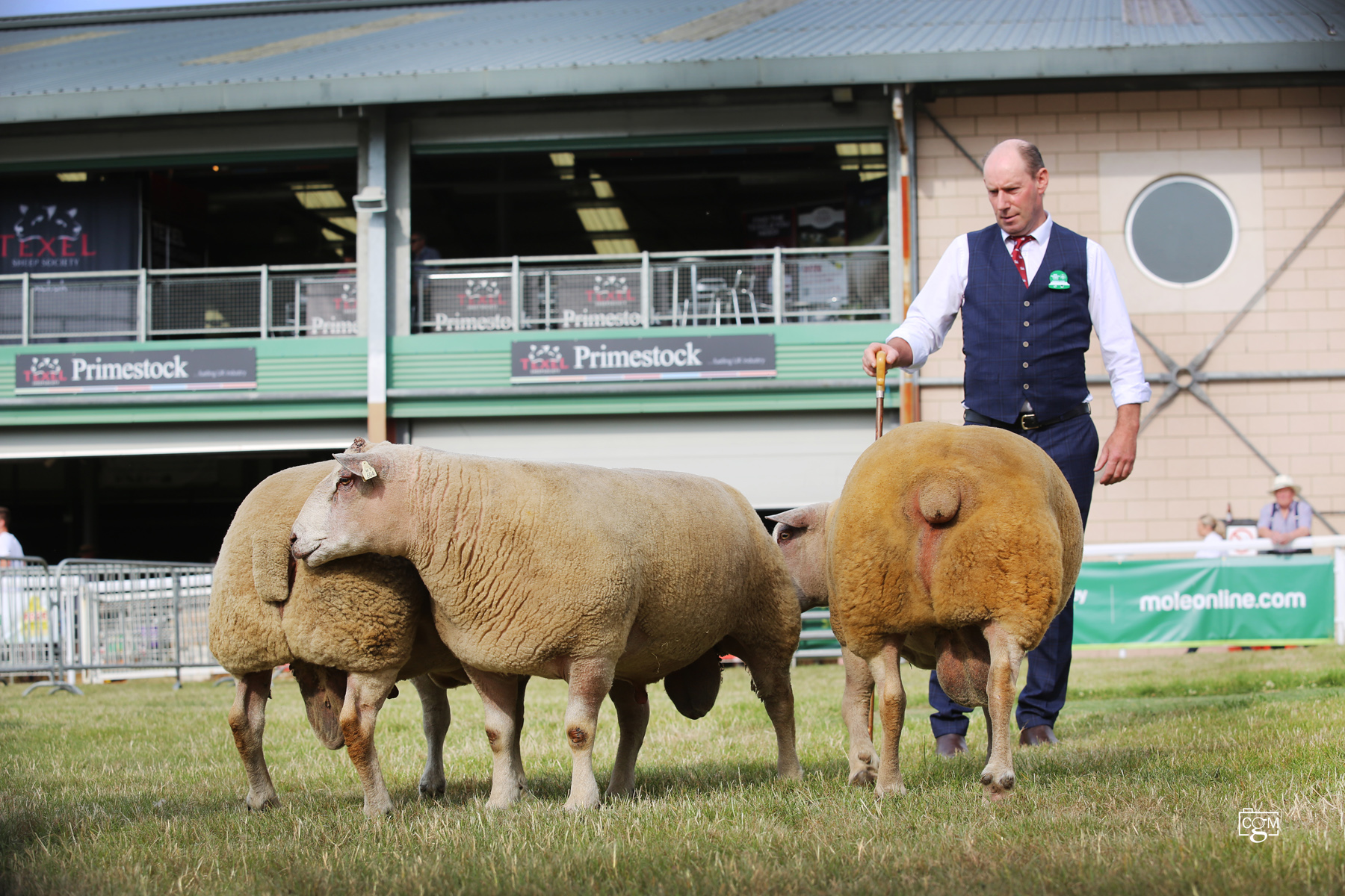 Glyn Coch ewe lamb wins Royal Welsh – Charollais Sheep Society