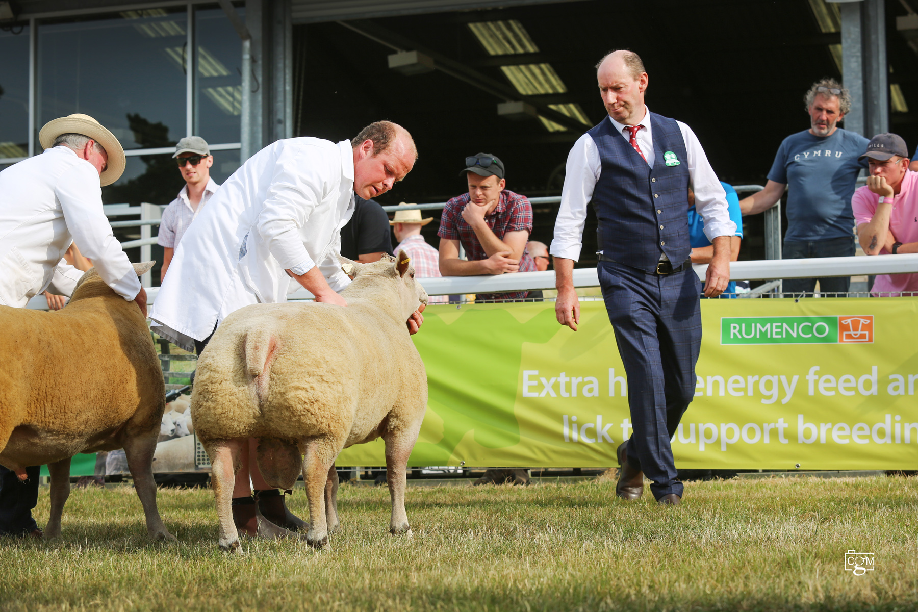 Glyn Coch ewe lamb wins Royal Welsh – Charollais Sheep Society