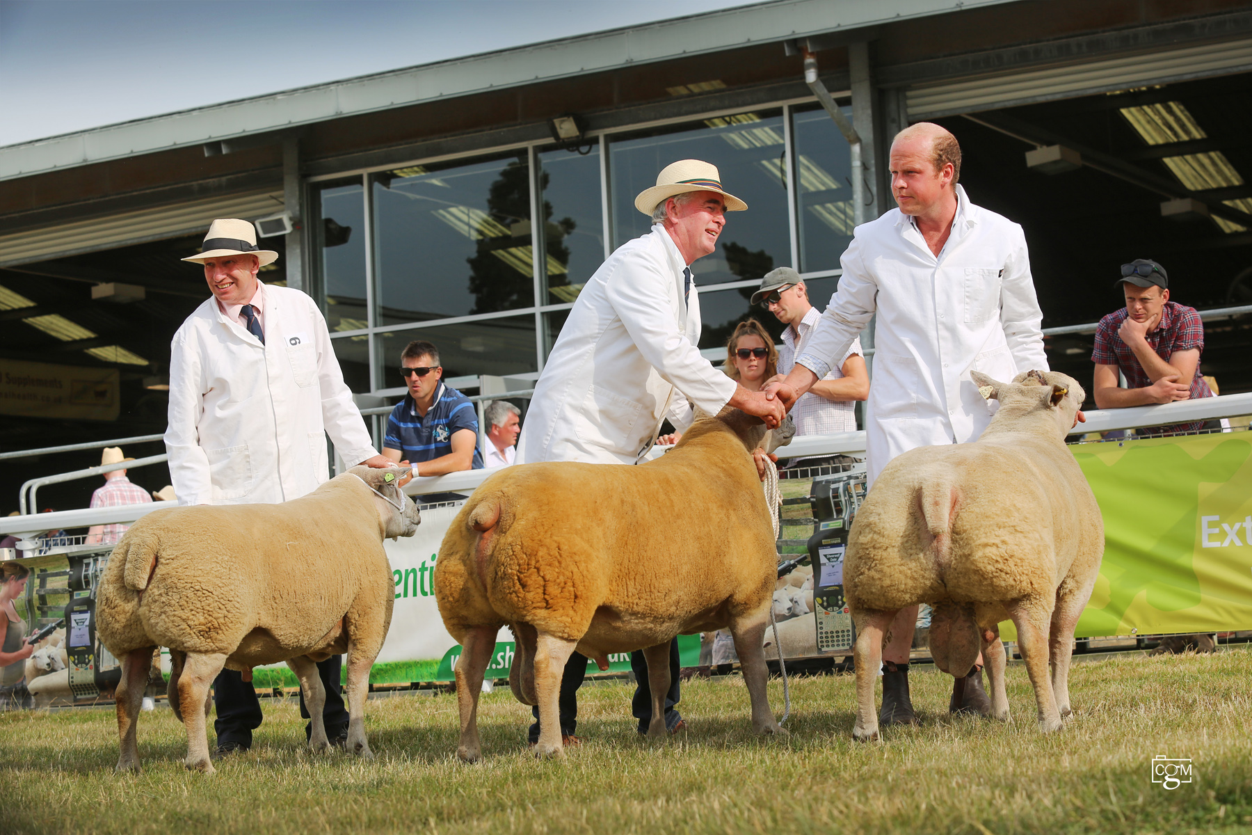 Glyn Coch ewe lamb wins Royal Welsh – Charollais Sheep Society