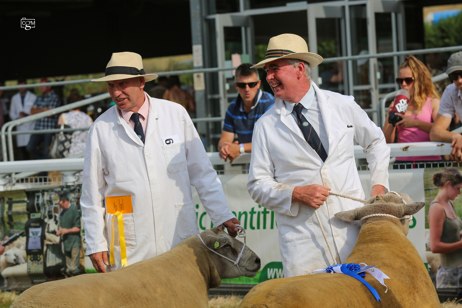 Glyn Coch ewe lamb wins Royal Welsh – Charollais Sheep Society