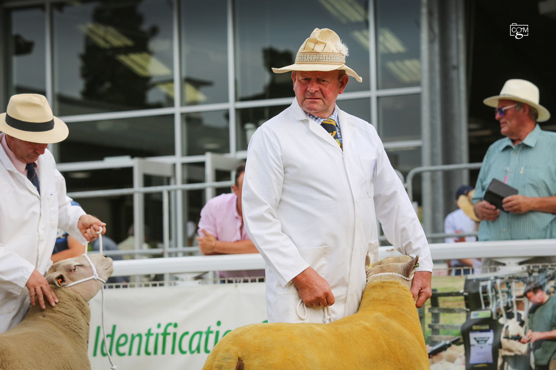 Glyn Coch ewe lamb wins Royal Welsh – Charollais Sheep Society