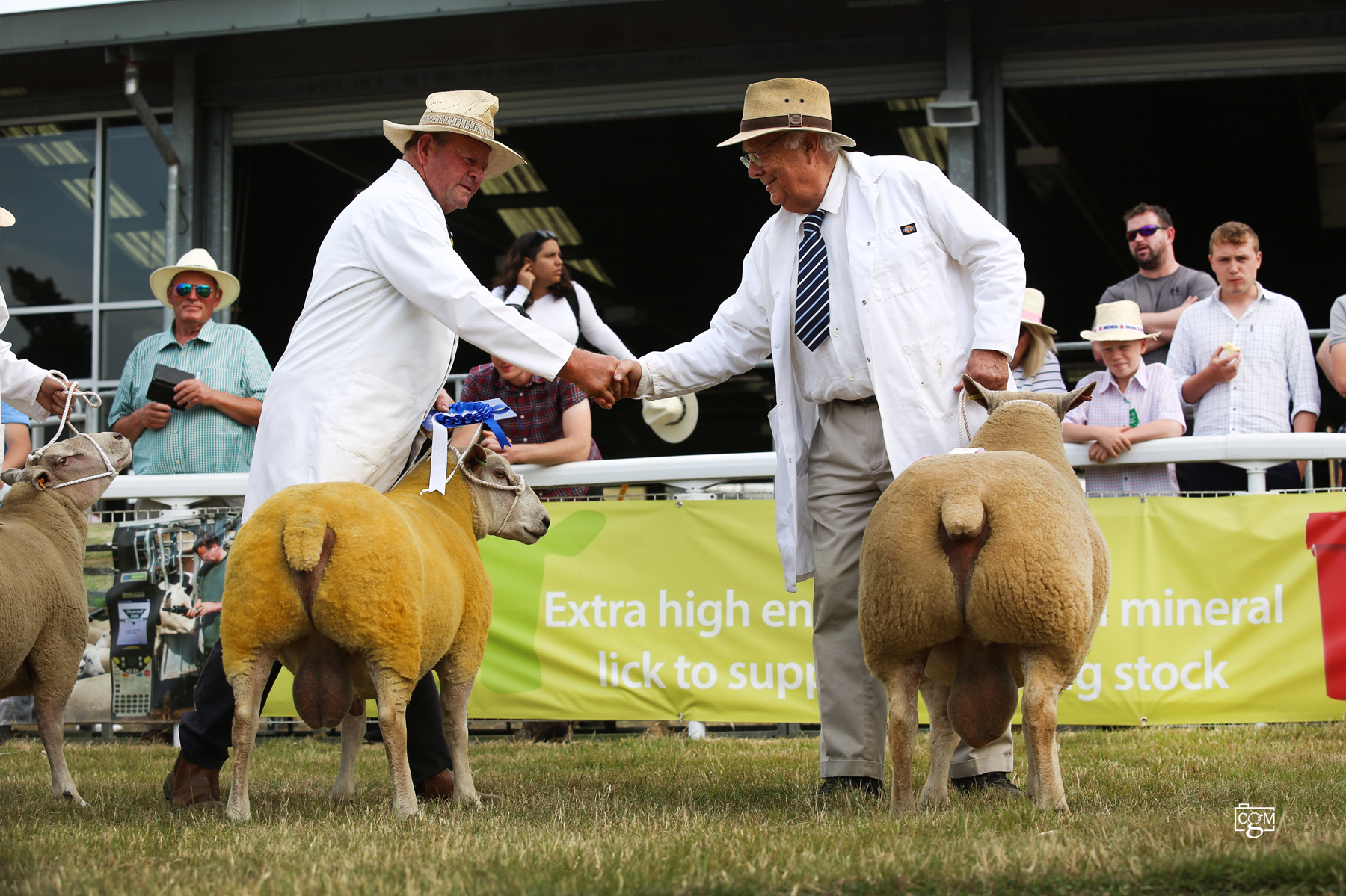 Glyn Coch ewe lamb wins Royal Welsh – Charollais Sheep Society