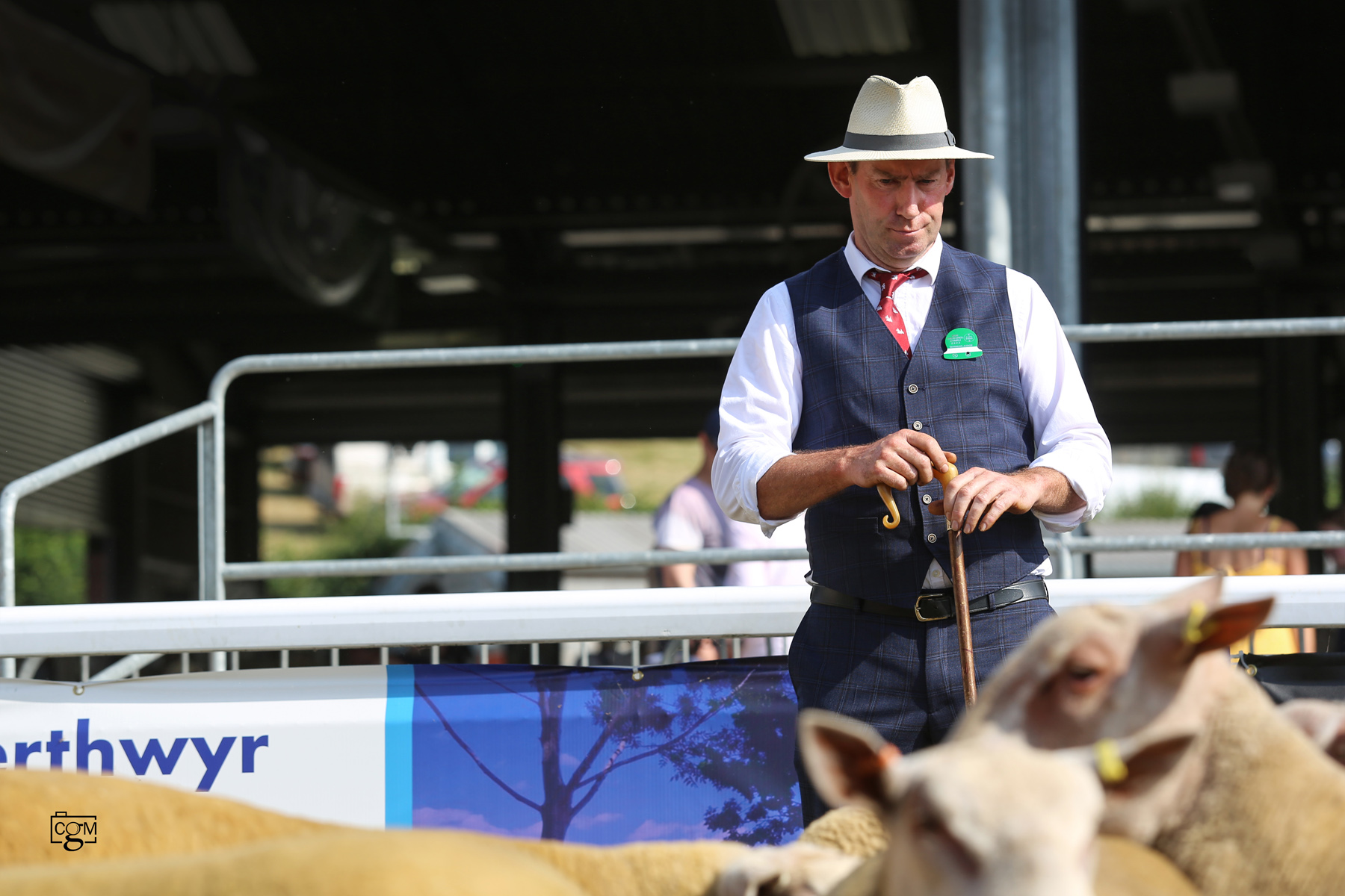 Glyn Coch ewe lamb wins Royal Welsh – Charollais Sheep Society
