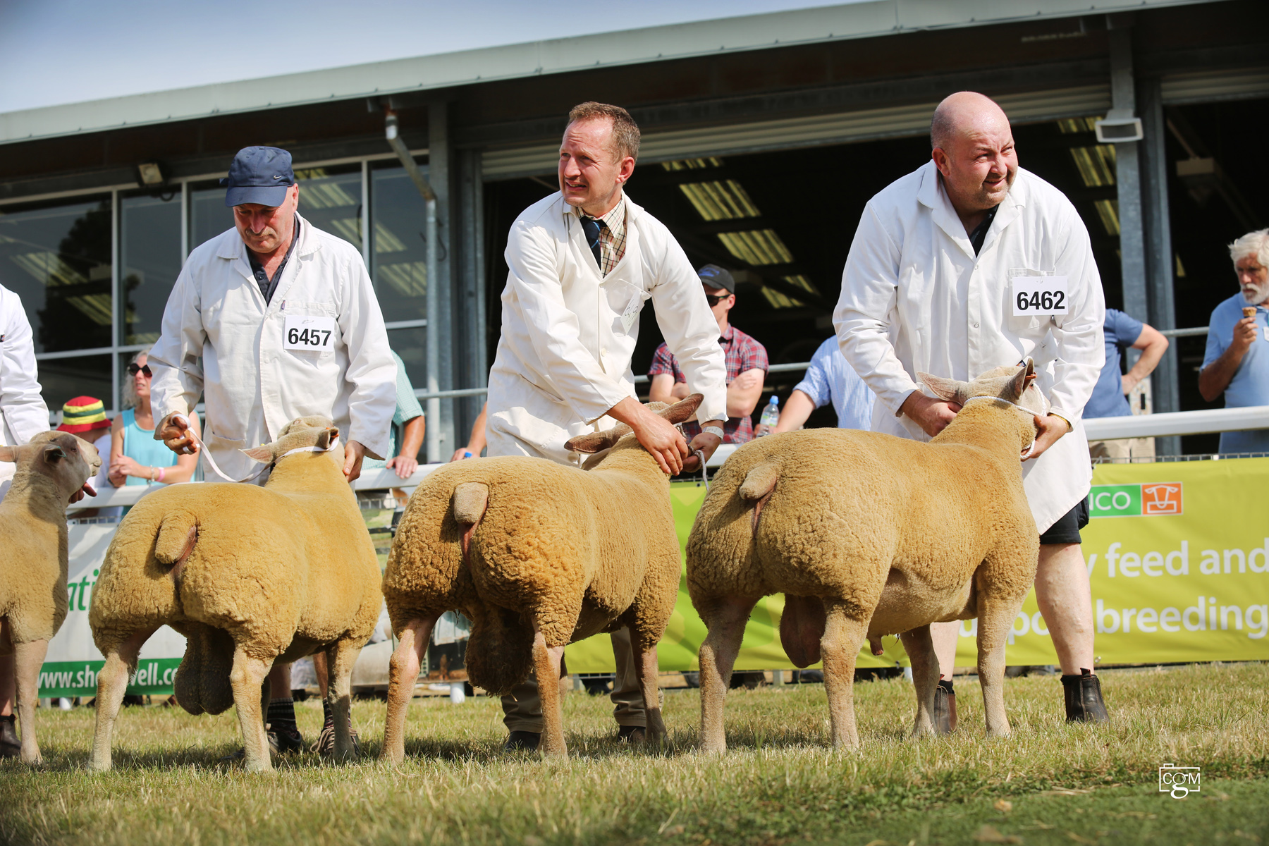 Glyn Coch ewe lamb wins Royal Welsh – Charollais Sheep Society