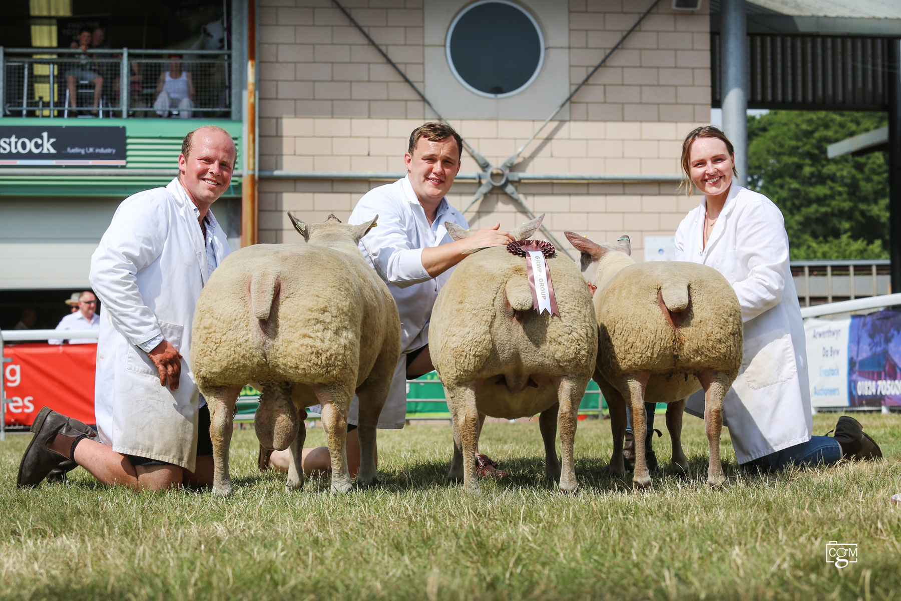 Glyn Coch ewe lamb wins Royal Welsh – Charollais Sheep Society