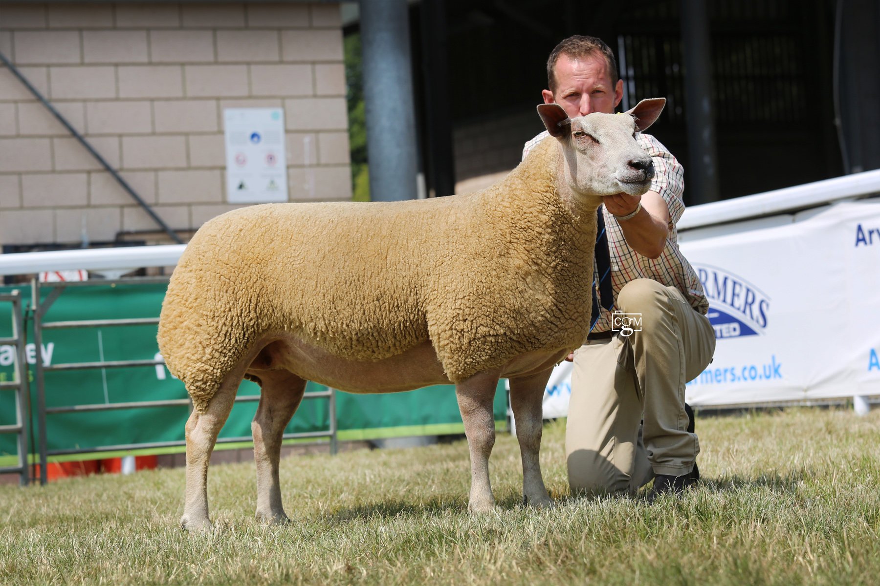 Glyn Coch ewe lamb wins Royal Welsh – Charollais Sheep Society