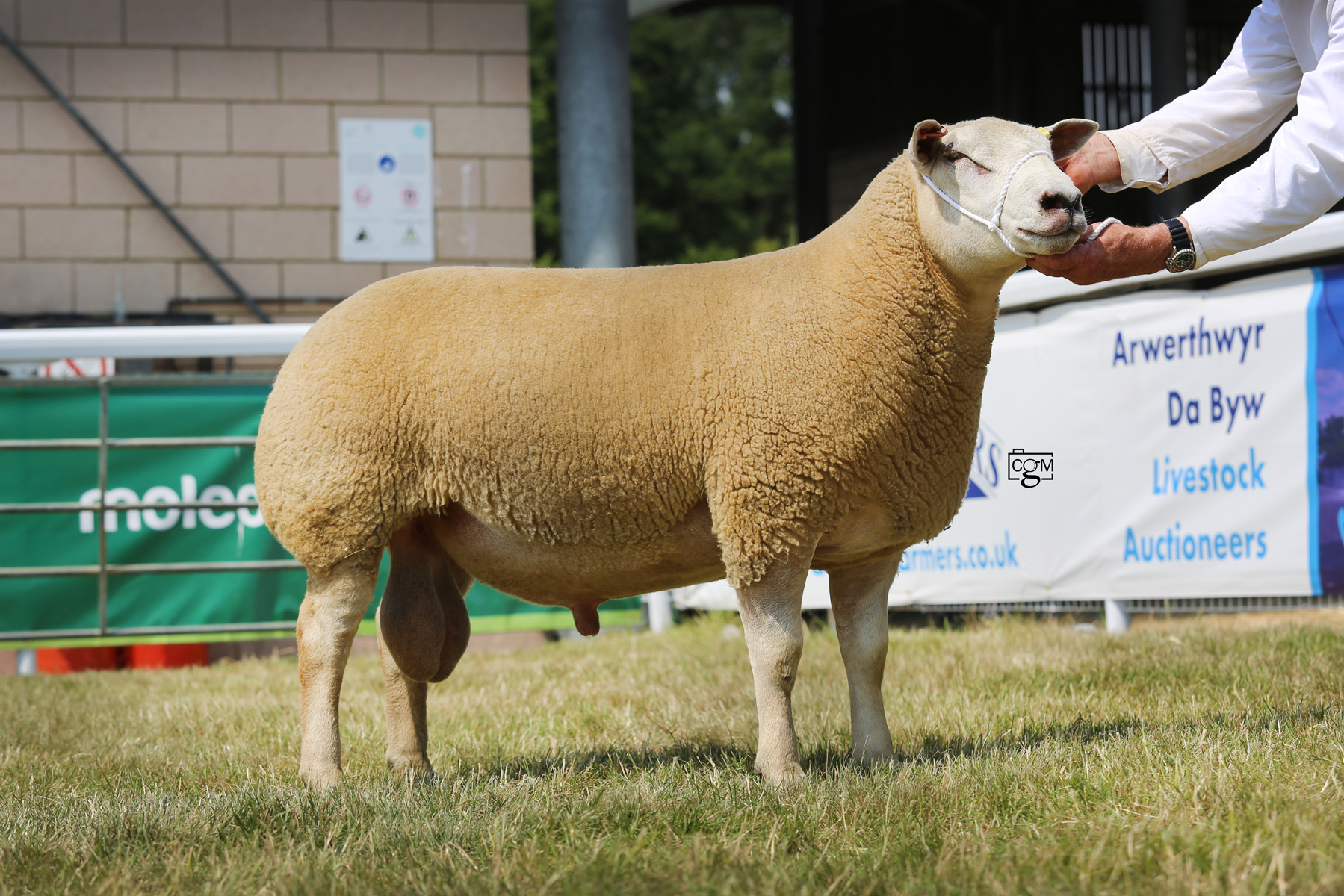 Glyn Coch ewe lamb wins Royal Welsh – Charollais Sheep Society