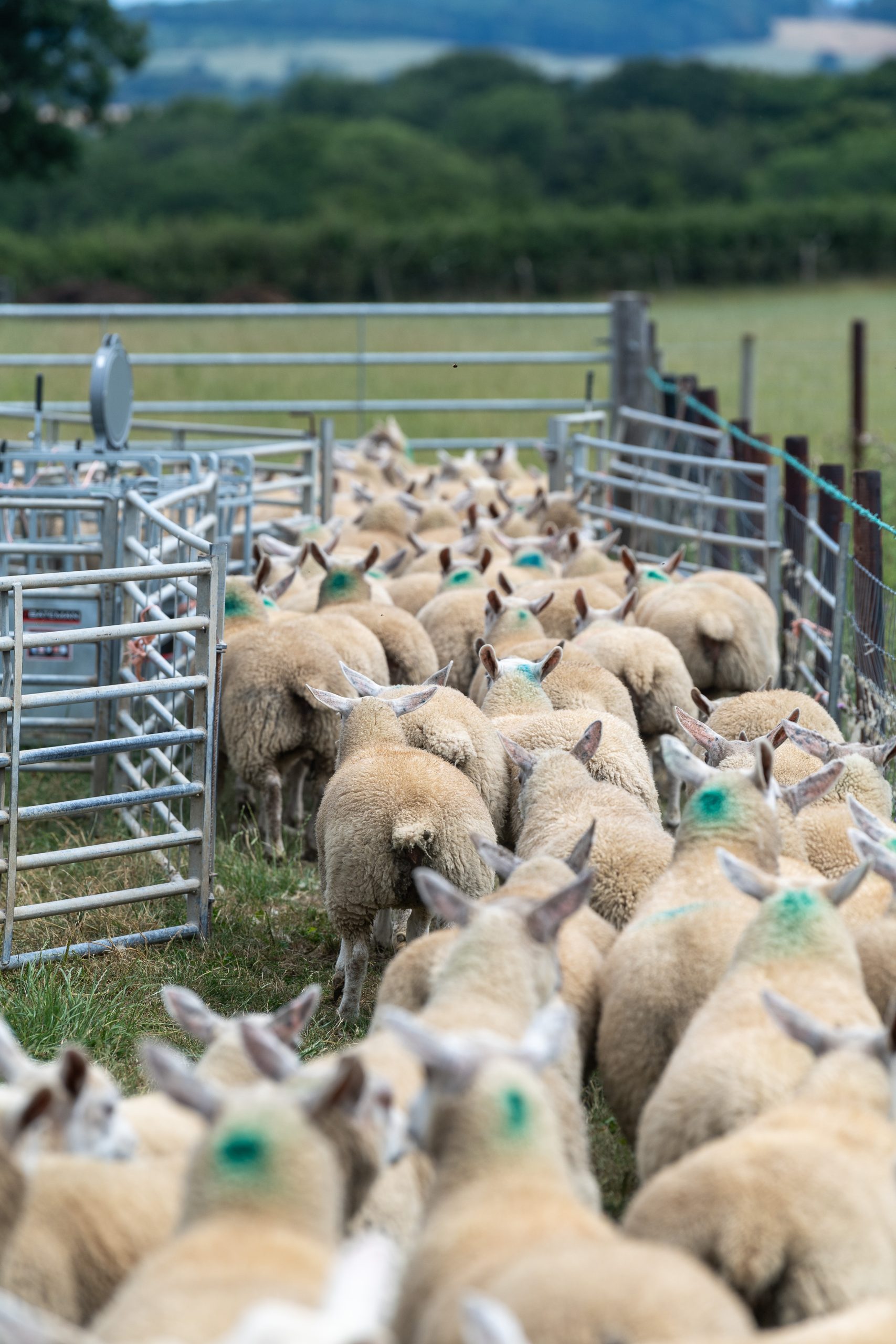 Charollais are the tup of choice in Whitby – Charollais Sheep Society