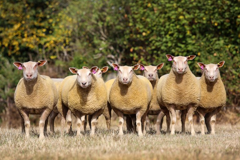 South West Flock Competition – Charollais Sheep Society South West Flock Competition – Charollais Sheep Society