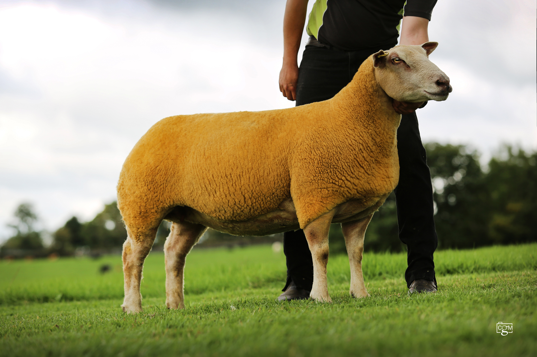 Glyn Coch ewe lamb leads Saucy Sale at 3000gns – Charollais Sheep Society