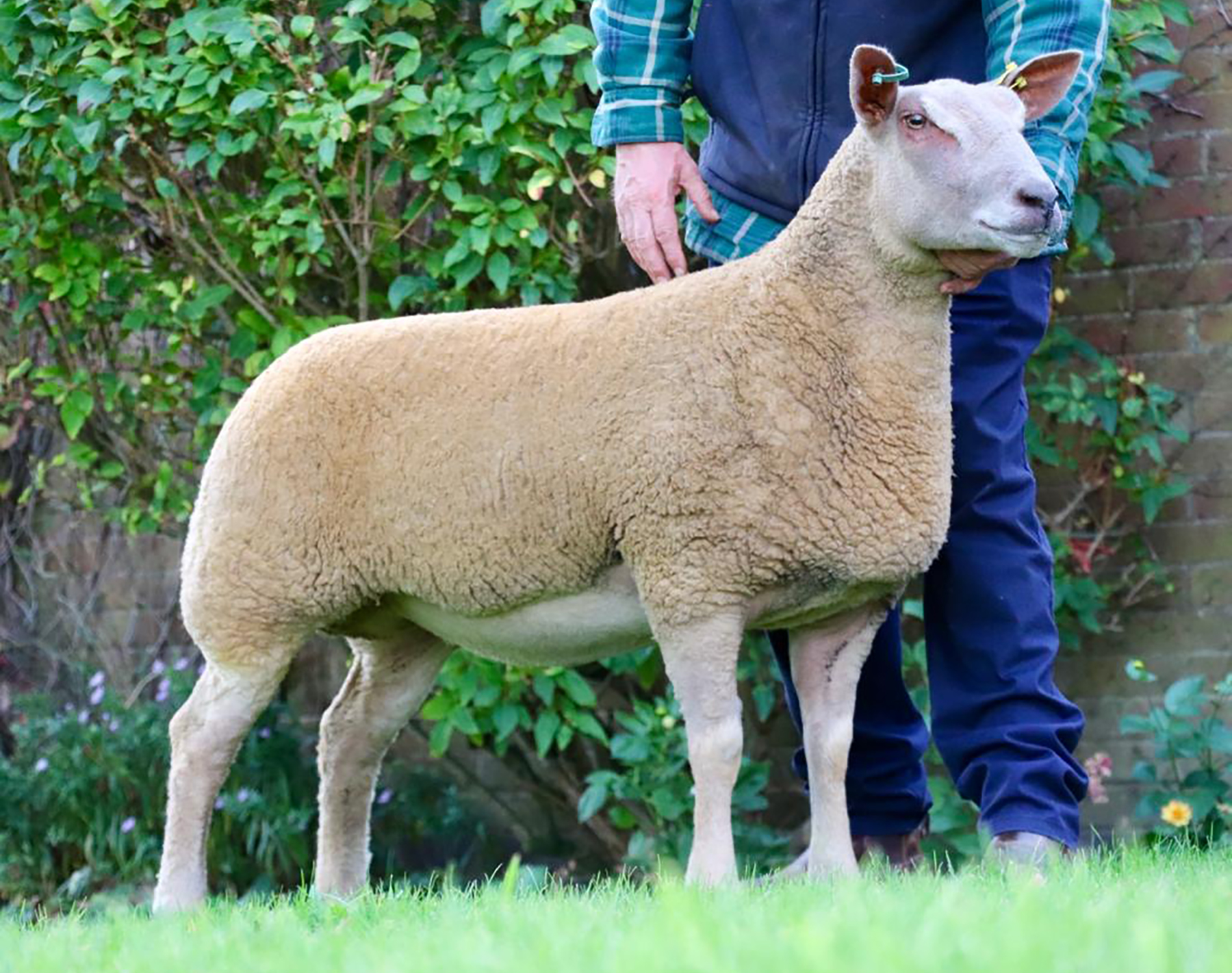 Glyn Coch ewe lamb leads Saucy Sale at 3000gns – Charollais Sheep Society