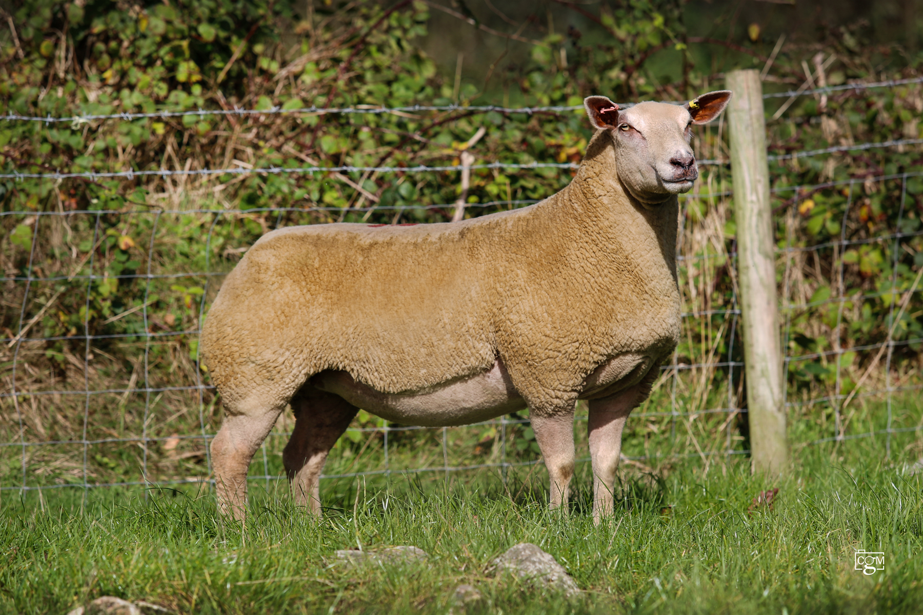 Runningburn flock leads High Flyers at 2600gns – Charollais Sheep Society