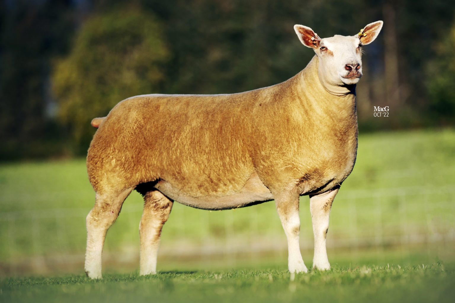 Logie Durno export sale hits 12,000gns – Charollais Sheep Society