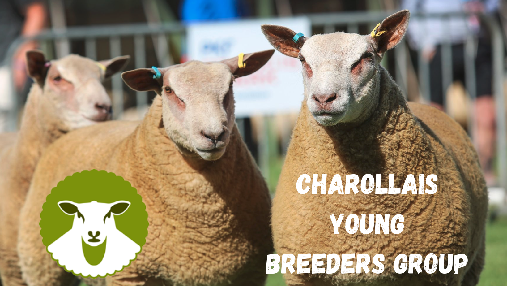 Charollais Young Breeders Facebook Page launched – Charollais Sheep Society