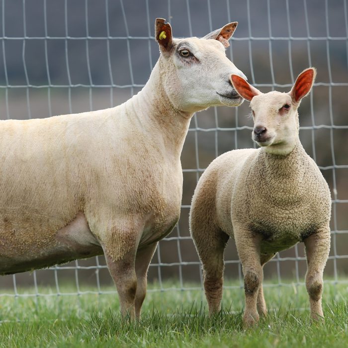 Charollais Sheep Society – https://www.charollaissheep.com/