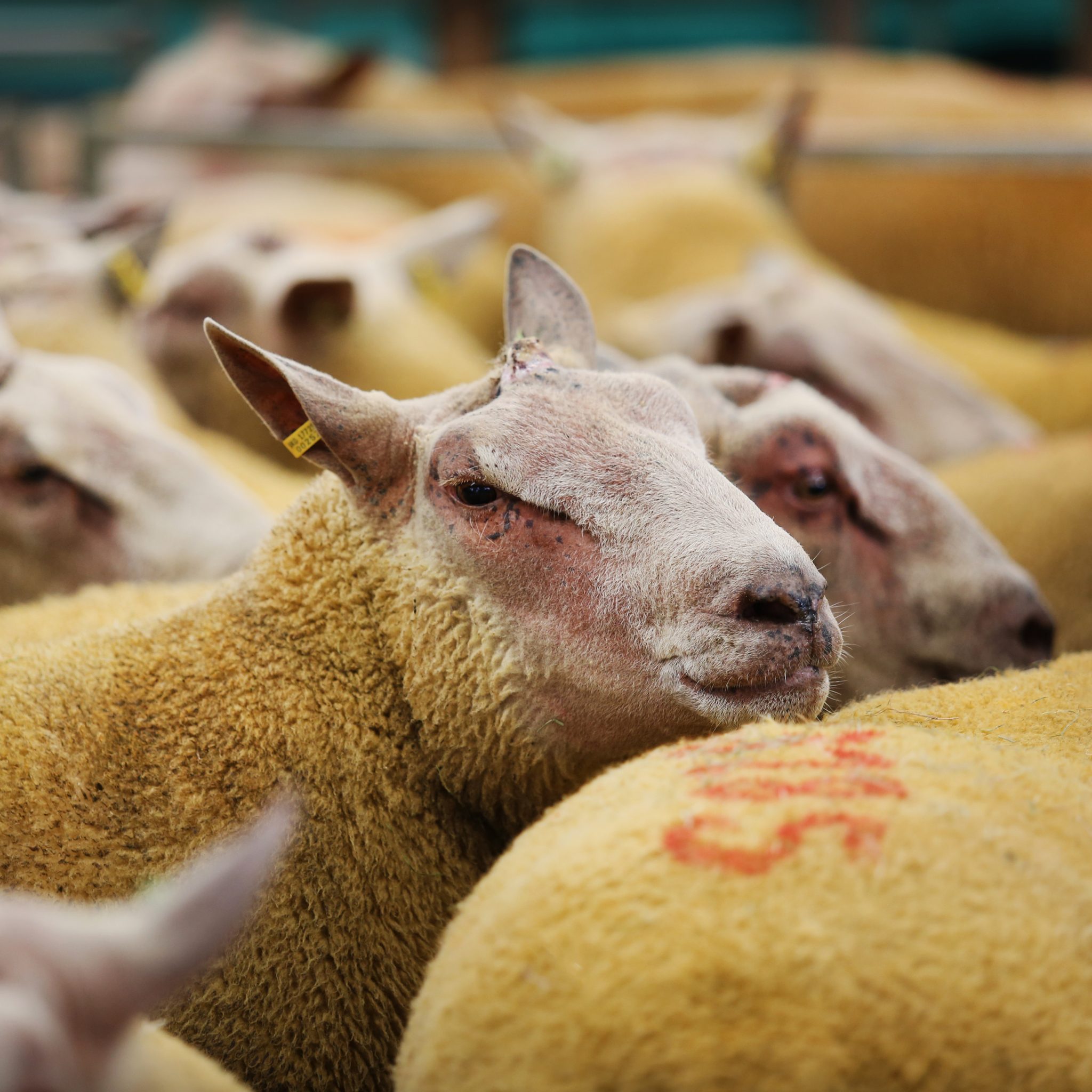 Charollais Sheep Society – https://www.charollaissheep.com/