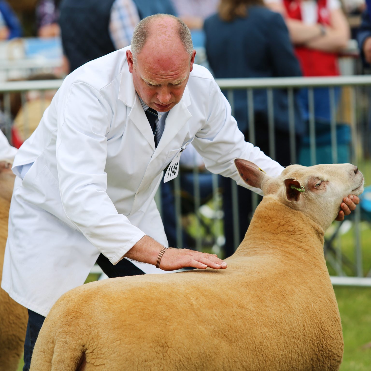 Sale reports – Charollais Sheep Society