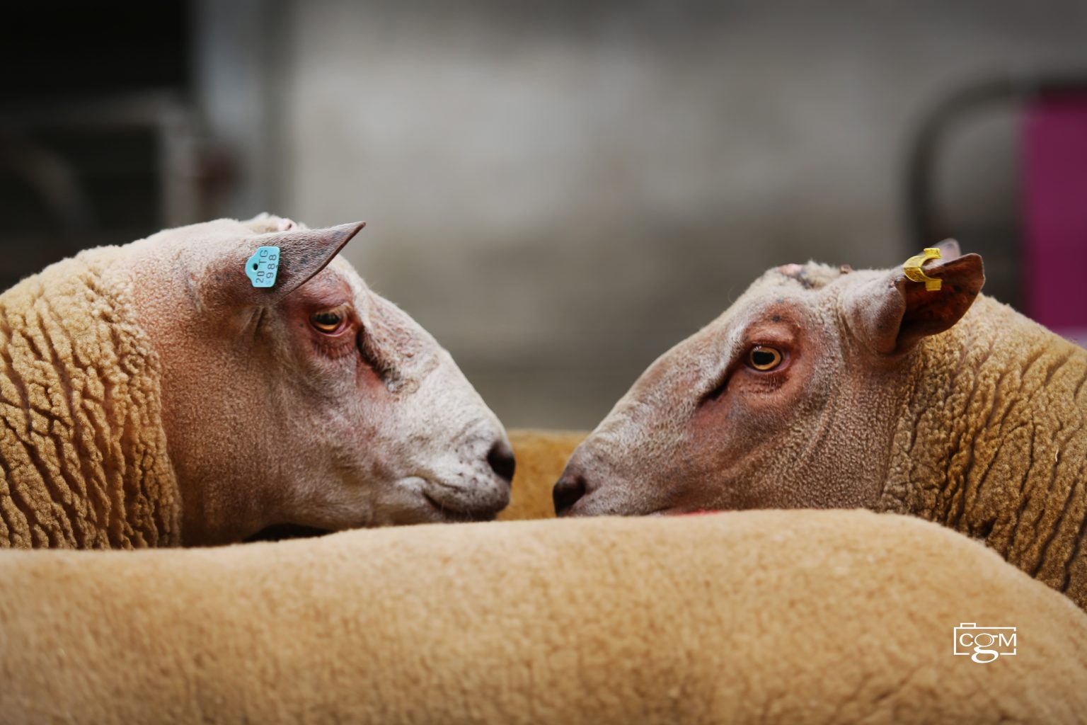 Members – Charollais Sheep Society