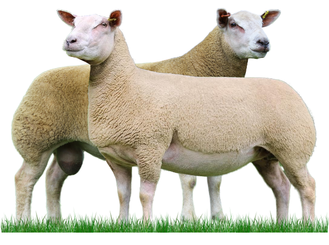 Charollais Sheep Society – https://www.charollaissheep.com/