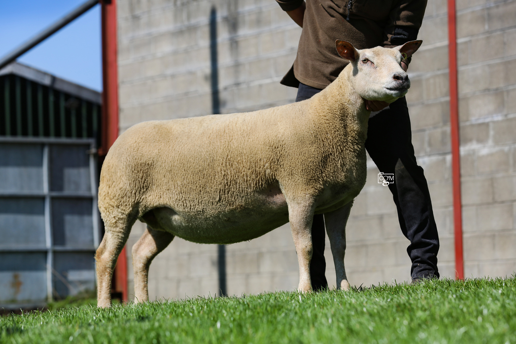 Castellau flock dispersal hits top call of 2800gns – Charollais Sheep ...