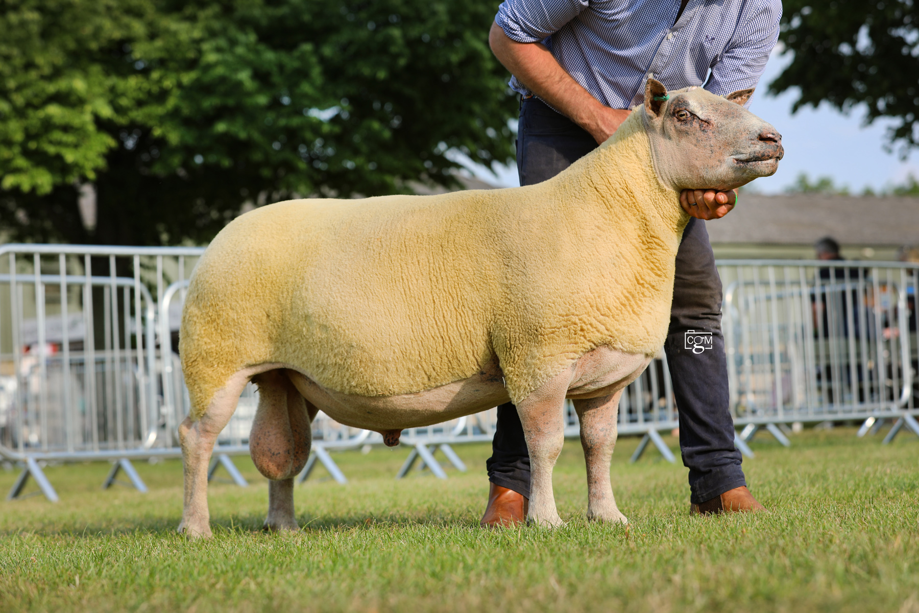 Boyo flocks takes top honours at Royal Three Counties Show – Charollais ...