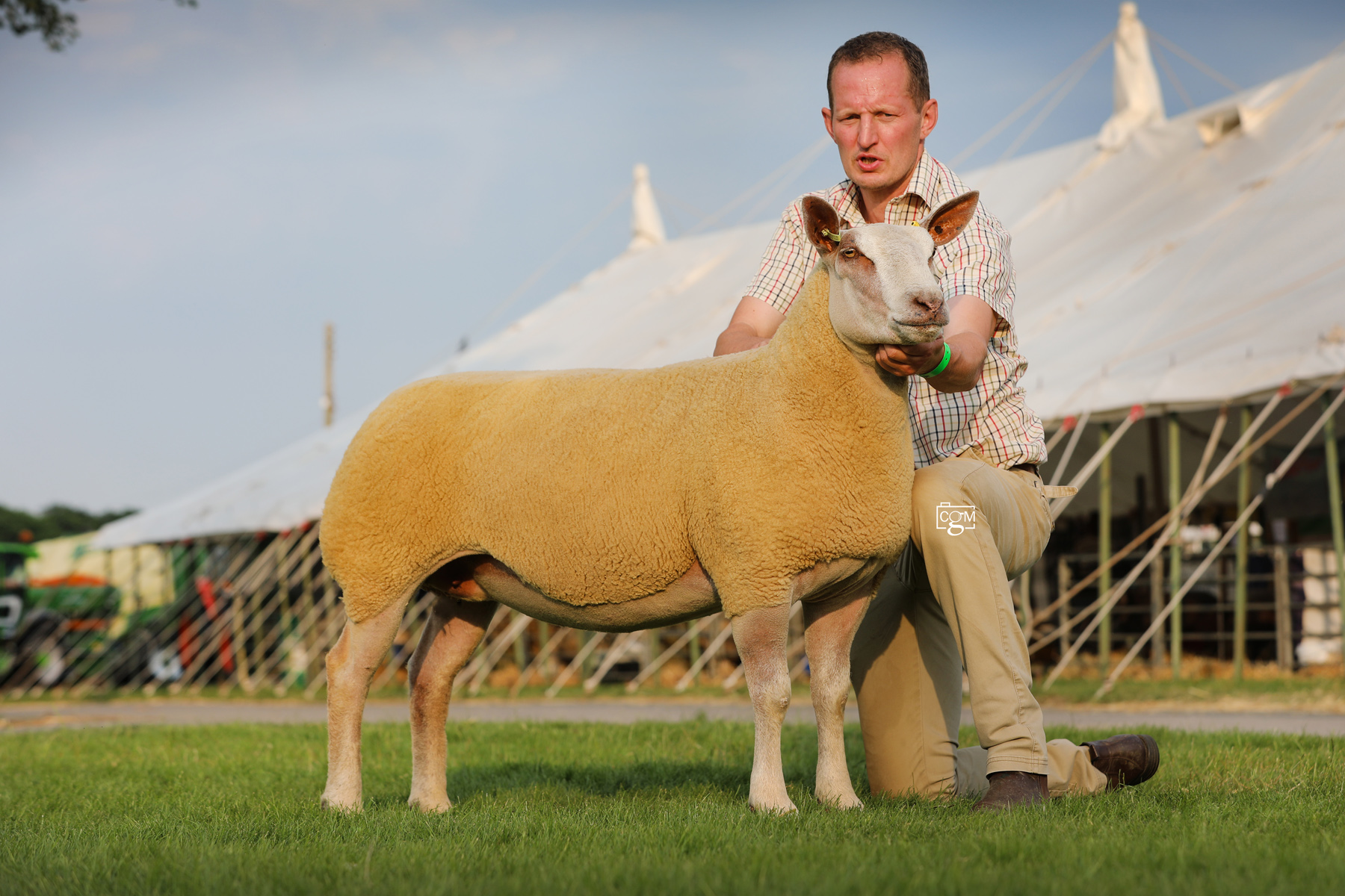 Boyo flocks takes top honours at Royal Three Counties Show – Charollais ...