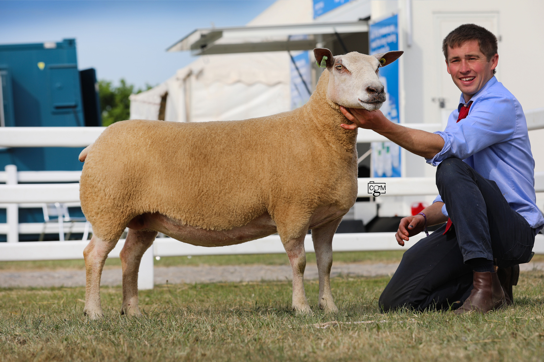 A triple win of interbreeds at Royal Cornwall Show – Charollais Sheep ...
