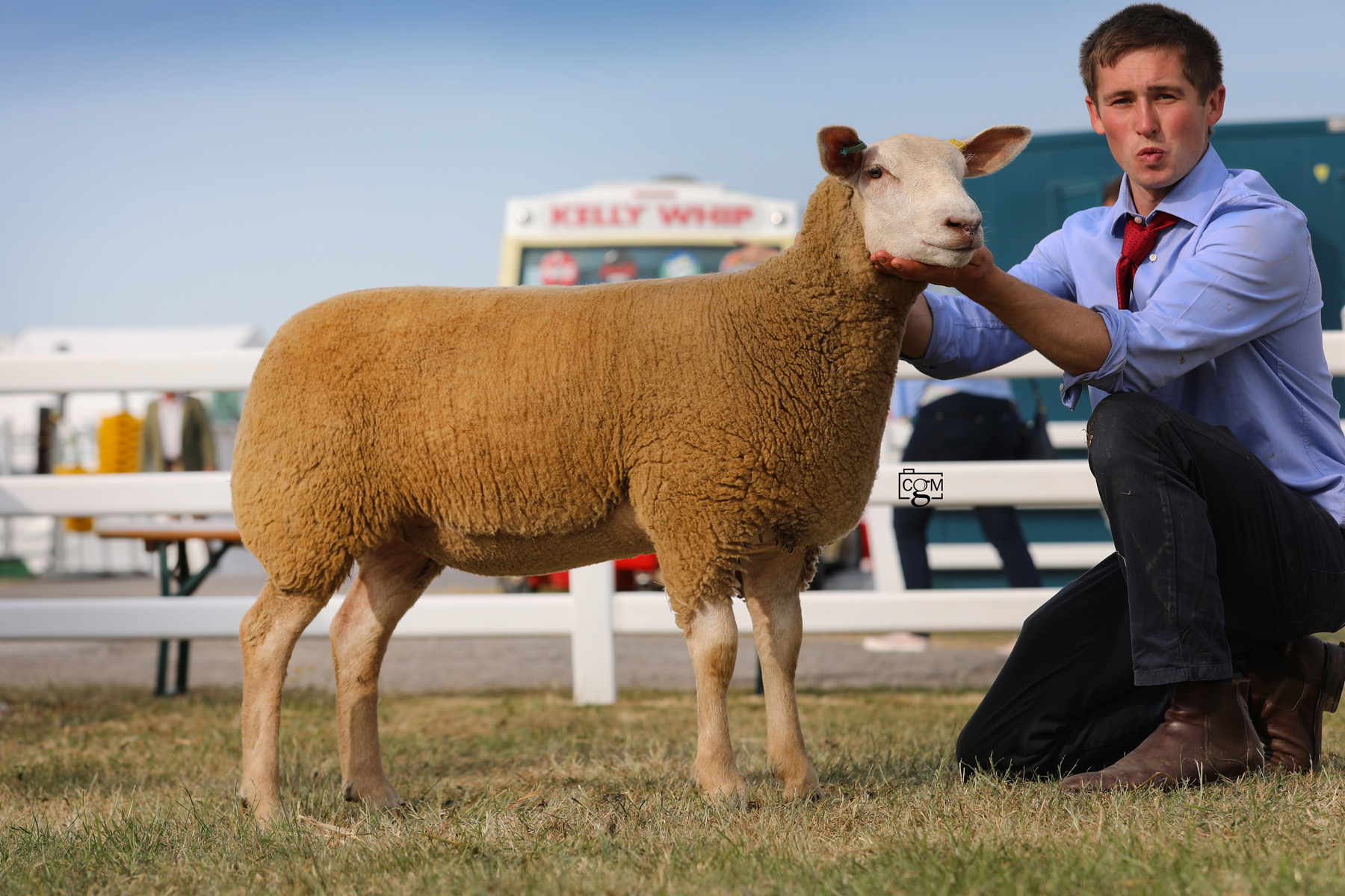 A triple win of interbreeds at Royal Cornwall Show – Charollais Sheep ...