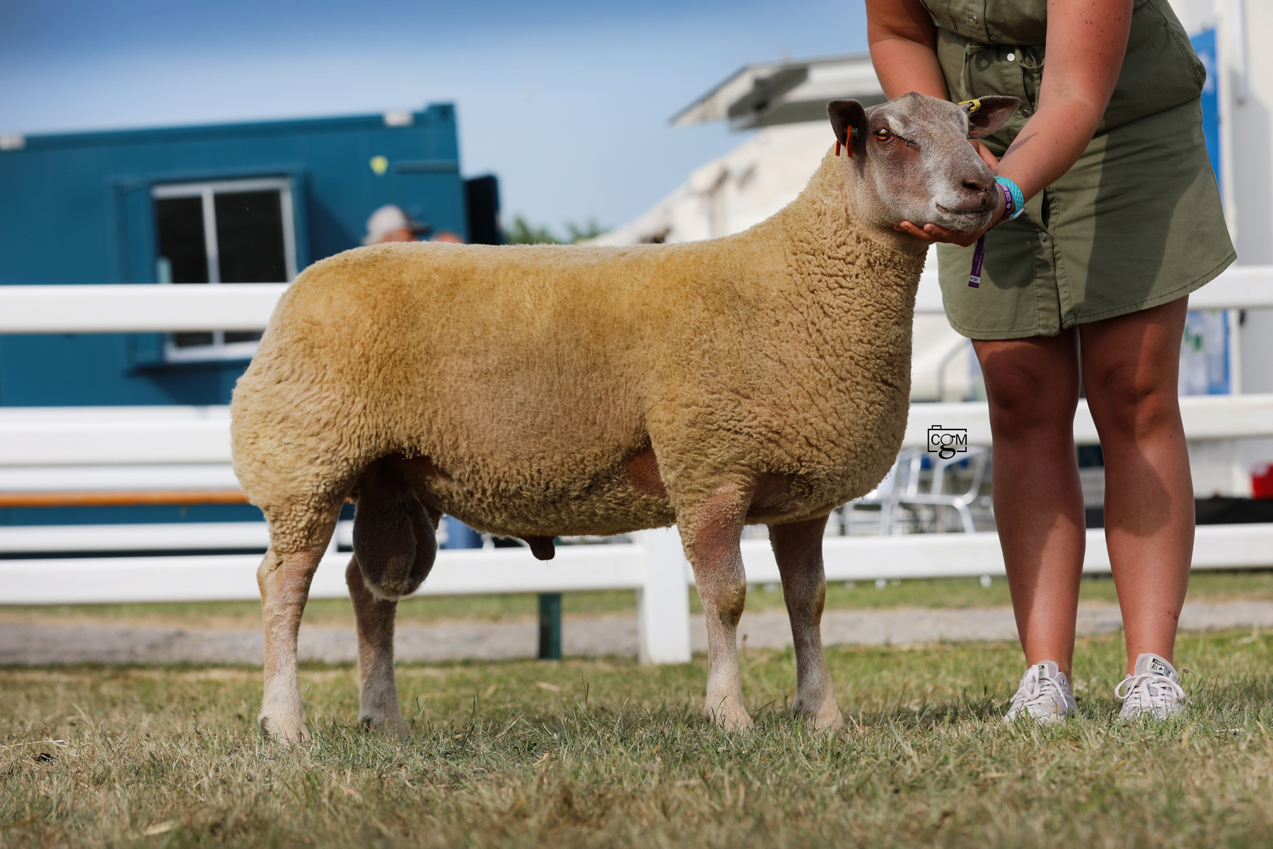 A triple win of interbreeds at Royal Cornwall Show – Charollais Sheep ...