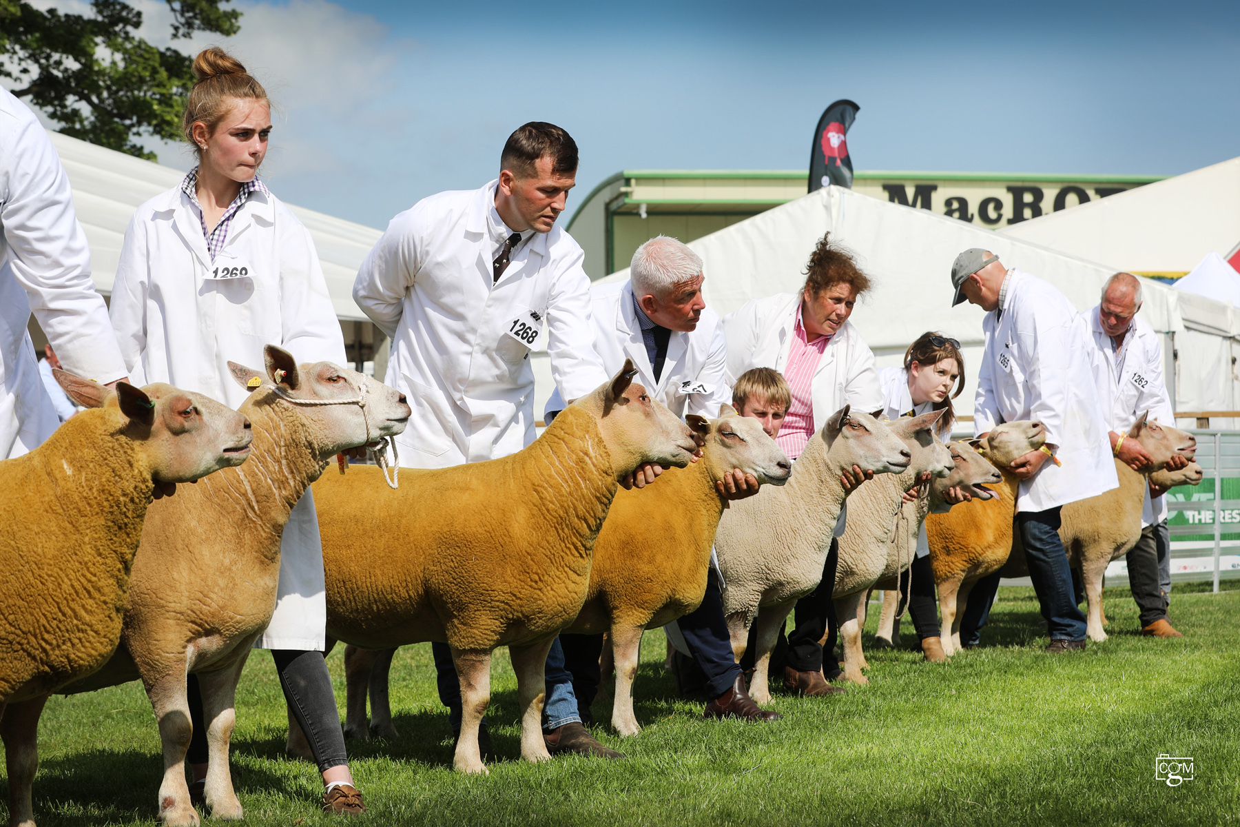 Loaningfoot flock claims Royal Highland championship two years on the ...