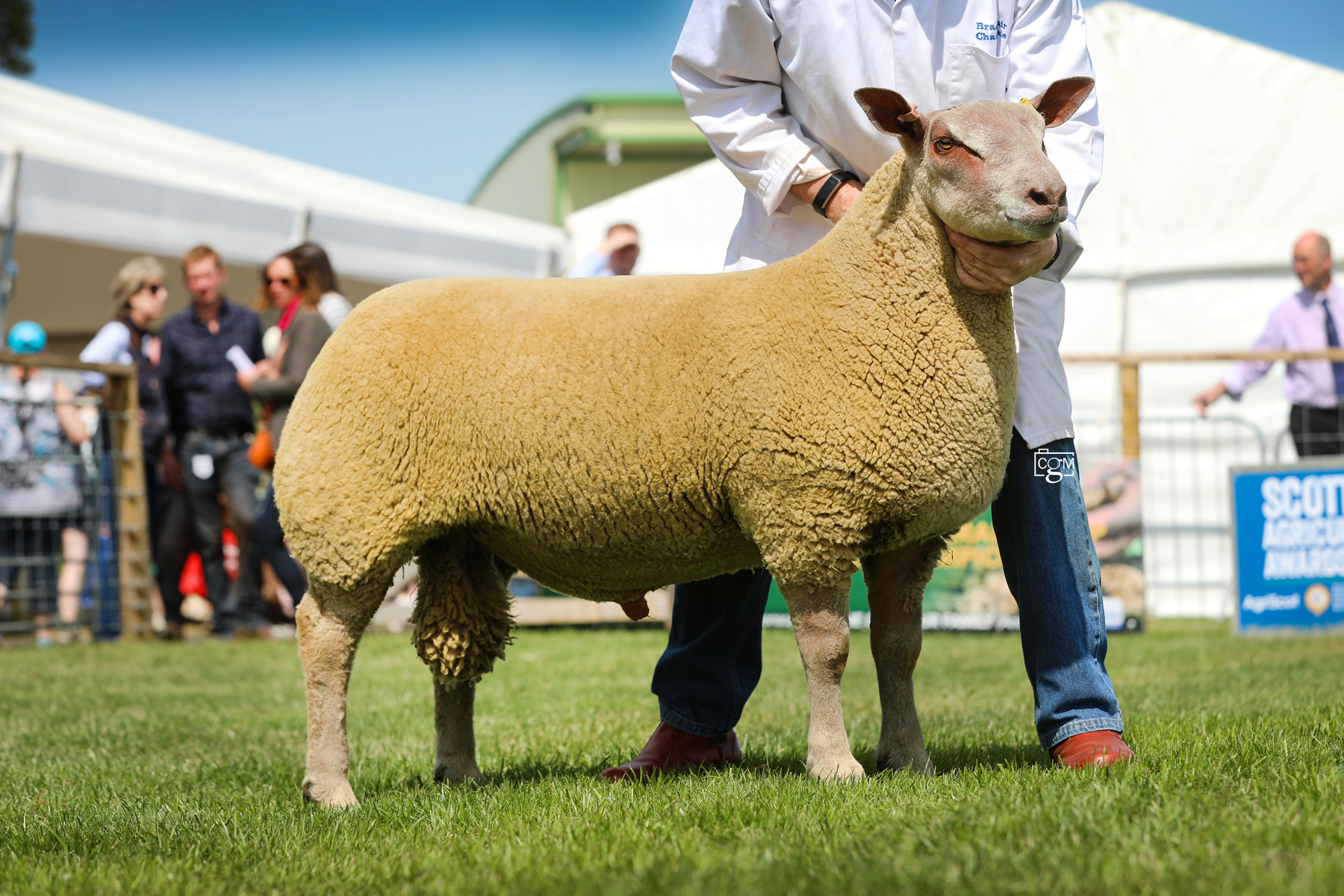 Loaningfoot flock claims Royal Highland championship two years on the ...