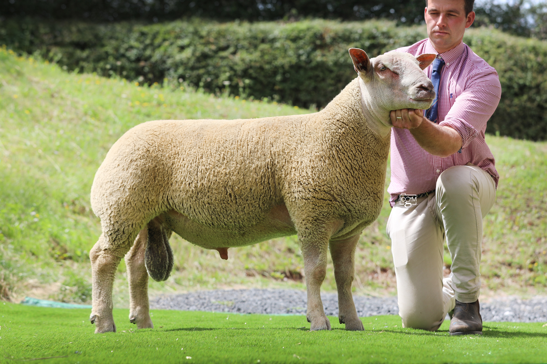 Boyo flock leads Premier Sale at 24,000gns – Charollais Sheep Society