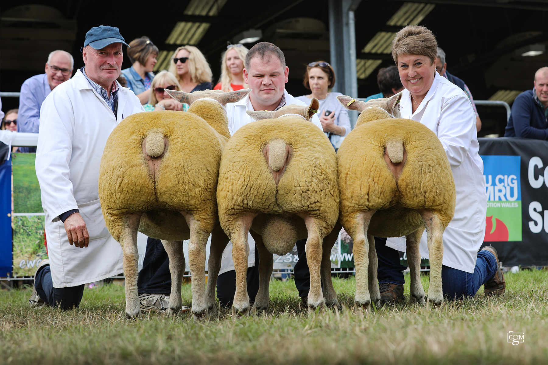 Tawelfa on top to win The Royal Welsh – Charollais Sheep Society