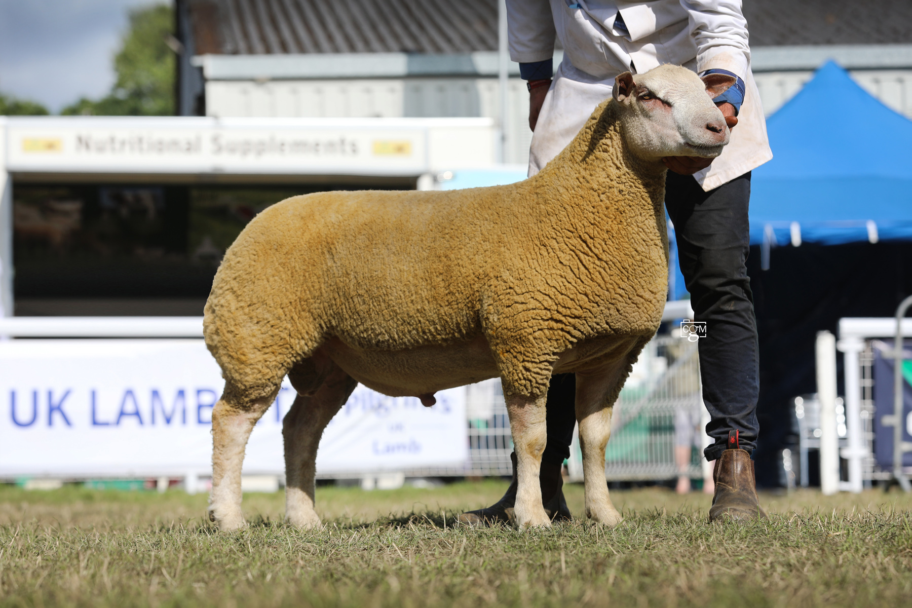Tawelfa on top to win The Royal Welsh – Charollais Sheep Society