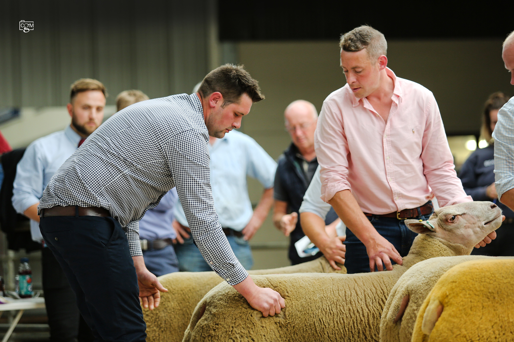 Boyo flock leads Premier Sale at 24,000gns – Charollais Sheep Society