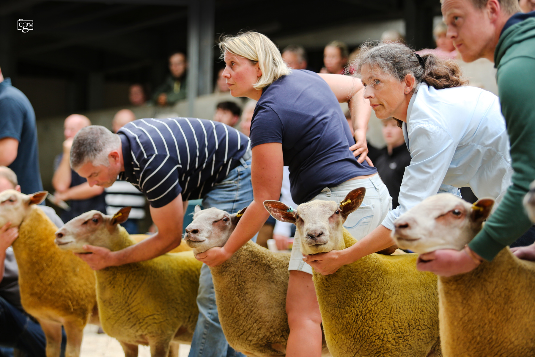 Boyo flock leads Premier Sale at 24,000gns – Charollais Sheep Society