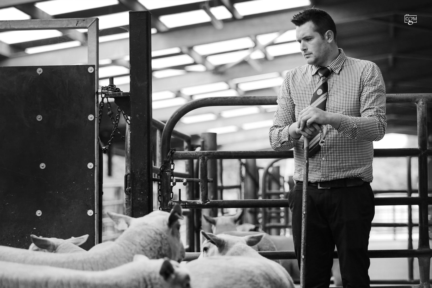 Boyo flock leads Premier Sale at 24,000gns – Charollais Sheep Society